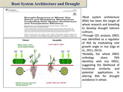 Drought Tolerance In Crops Pptx