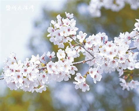 盐城市人民政府 图片资讯 这里，“樱”你而美