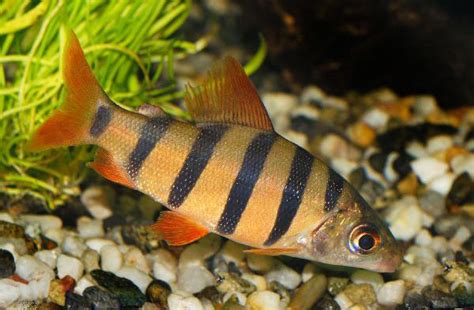 Distichodus Sexfasciatus ΓΗ And ΥΔΩΡ