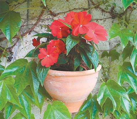 Сенките и растенията Български Фермер