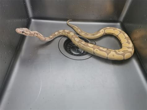 Rare View Of A Royal Python Not Squished Up Into A Ball R Ballpython