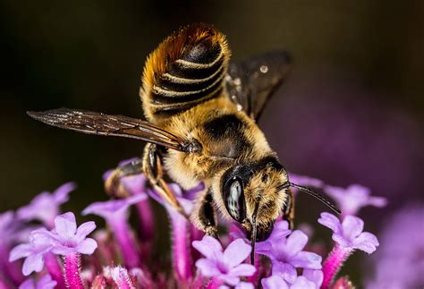 Mastering Macro Focus PHOTONews Canada