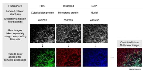 Fluorescence Microscope Rs Science