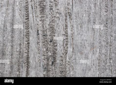Realistic Tree Bark Background Texture Seamless Texture From Tree Stock Photo Alamy
