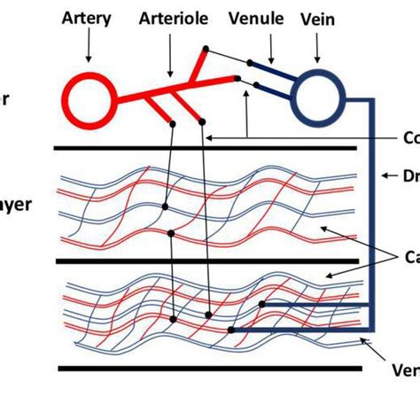 Sketch Of The Different Layers Of Retinal Circulation In The Download Scientific Diagram