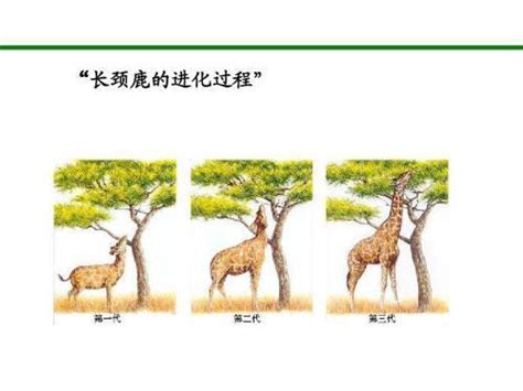 别不相信进化论了，这是生物发展的唯一解释，两方面证据可以证明 进化论 生物 进化 新浪新闻