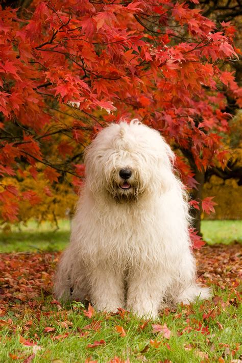 Sheep Dog Varieties At Ann Kennedy Blog