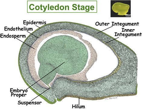 Soybean Seed Structure