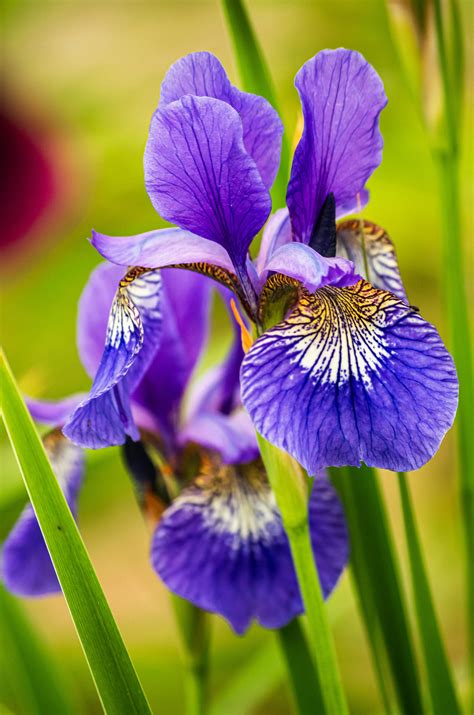 Iris Flower Wallpapers Wallpaper Cave