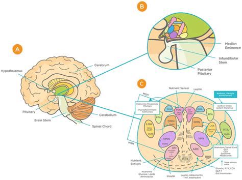 Schematic Representation Of The Functional Structure Of Hypothalamic Download Scientific