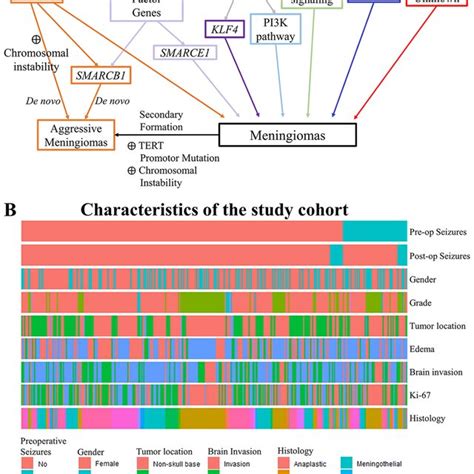 A Meningioma Driver Mutations And Pathways 203536 B Download