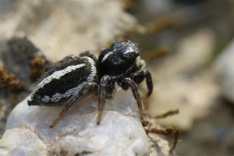 Helafricanus Edentulus · Inaturalist United Kingdom