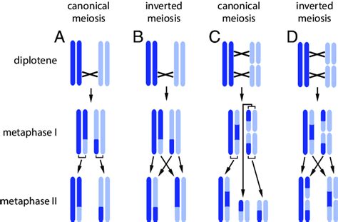 Bivalent Chromosome