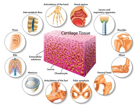 Cartilage Anatomy And Physiology Patient Education Portal Sparta Biomedical