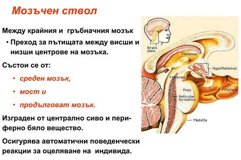 Ppt Анатомия на главния мозък Мозъчен ствол Powerpoint Presentation Id 2244832