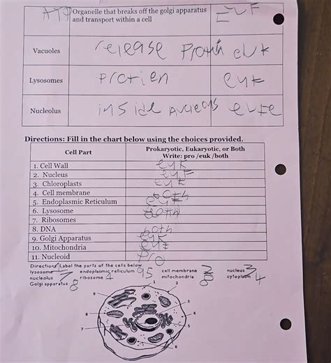 Solved Chapter Lesson Study Guide Directions Fill In Chegg Com