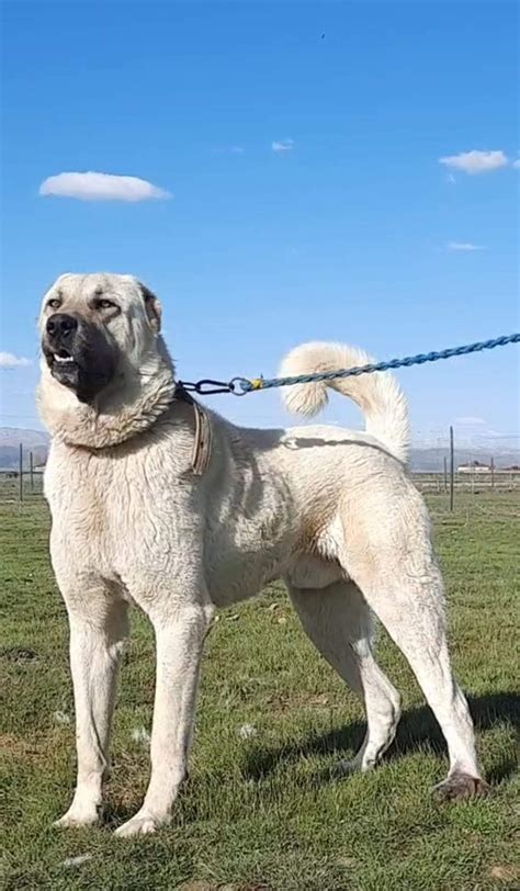 Kangal Artofit