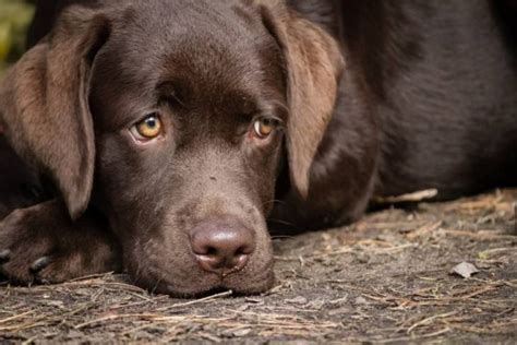 What Is Endocarditis In Dogs