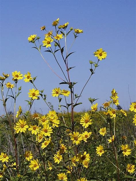 Helianthus Giganteus Tall Sunflower 3 Pot New Leaf Natives