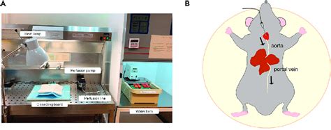 Isolation Of Primary Mouse Hepatocytes By Liver Perfusion A Working Download Scientific