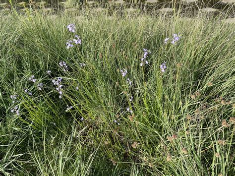 けんしんの山野草徒然 マツバウンラン松葉海蘭