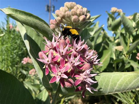 Morrison Bumble Bee And Large Marble Butterfly To Be Considered For