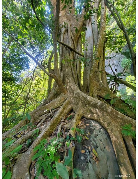 1 Arbolito De Amate Negro Ficus Cotinifolia Ficus Mexicano De Veracruz
