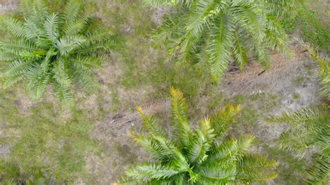 Oil Palm Bsr Disease Detection Object Detection Dataset By Adnans Object Detection