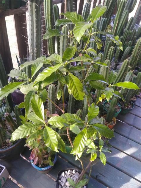 Chacruna Psychotria Viridis Rplantmedicinepeople