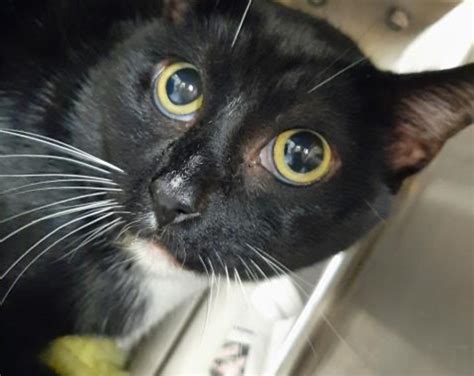 Free Dog And Cat Adoptions At Escambia Animal Shelter Through Saturday