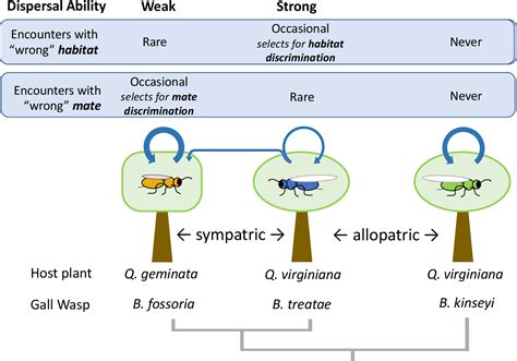 Figure 2 From Asymmetric Habitat Isolation And Sexual Isolation Predicted By The Cost Of