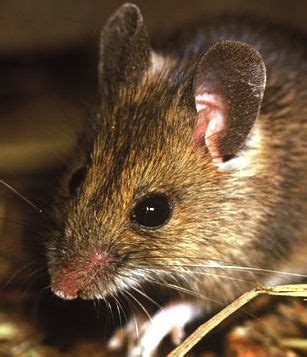 Rodents