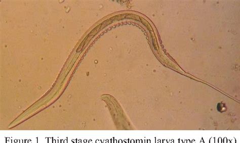 Larvas De Strongylus Vulgaris