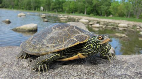 Common Map Turtle Éco Odyssée
