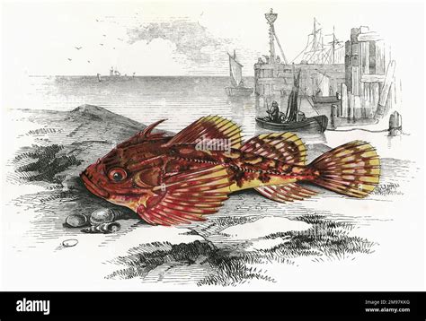 Taurulus Bubalis Also Known As Cottus Bubalis Longspined Bullhead And Longspined Sea Scorpion