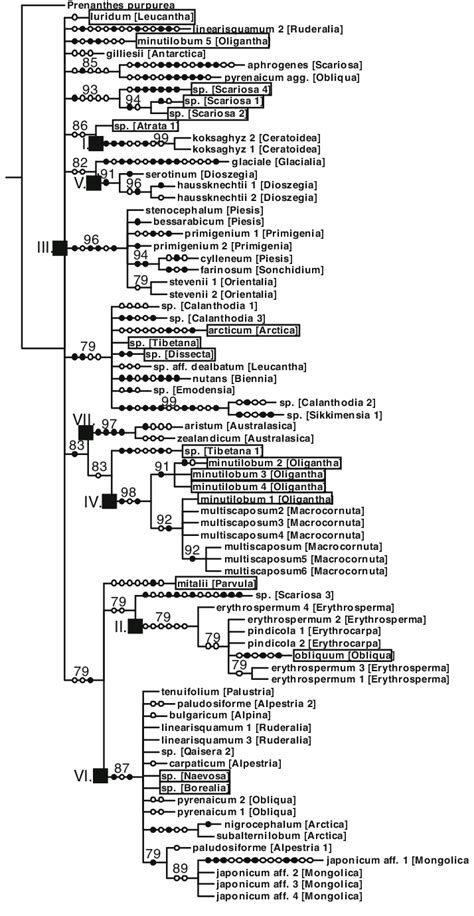 Maximum Parsimony Analysis Of Complete Nrdna Data Set Including The Download Scientific