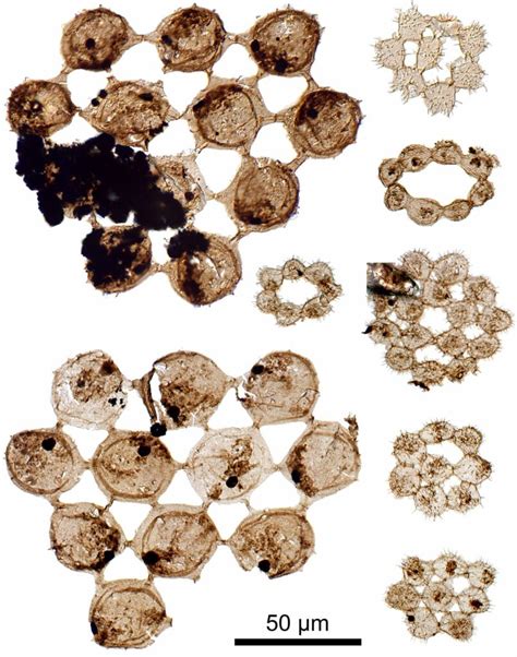 Unearthed Microfossils From Earths Ancient Oceans Provide A Unique Glimpse Into The Past