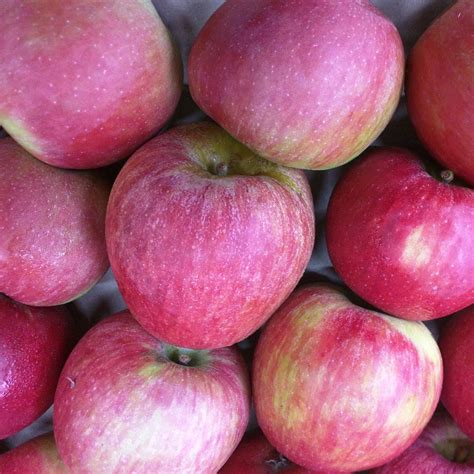 Fuji Apples Facts How To Plant Grow And Care For ‘fuji Apple Trees