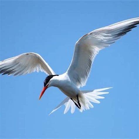 Is A Tern A Type Of Bird Diy Seattle