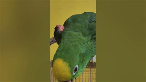 아롱이 말하는앵무새 집에가자🏡 안녕하세요🦜 Youtube