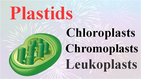 Plastids Chloroplast Chromoplast And Leucoplast Their Function In Plants By Smart Learning 47