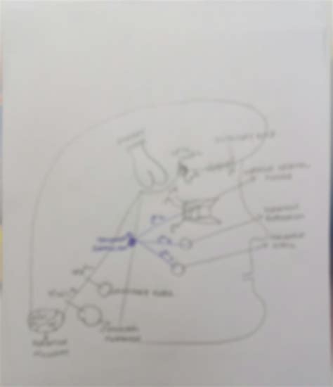 SOLUTION 12 Cranial Nerves And Origin With Diagram Studypool