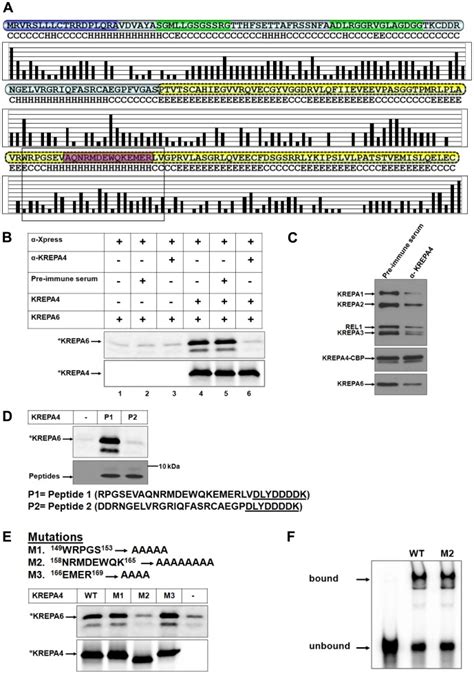 A Solvent Accessibility Prediction Of Residues In Krepa4 Secondary