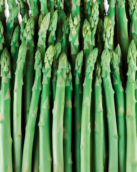 Jersey Giant Asparagus Plant