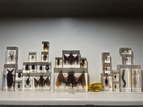 Critters N Such Does That Count Rtaxidermy