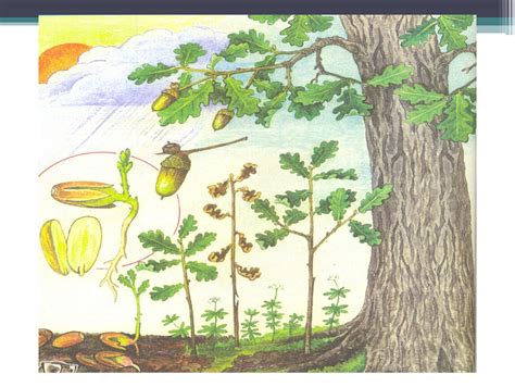 Презентация по окружающему миру на тему Как живут растения 1 класс Формат Ppt Опубликовано
