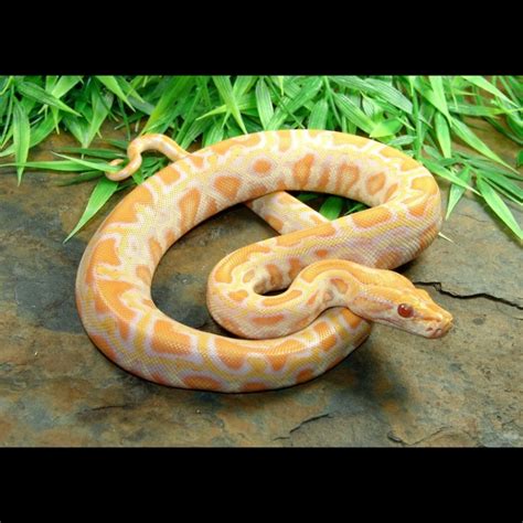 Albino Burmese Pythons Python Molurus Bivittatus