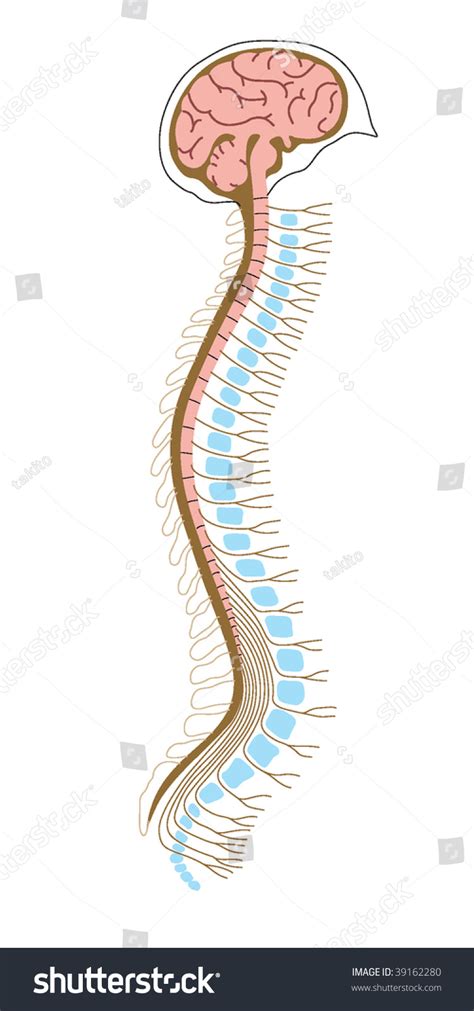 Brain Stem And Spinal Cord