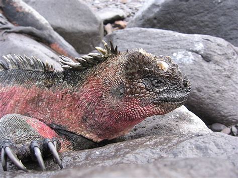 Marine Iguanas Of The Galapagos Reptile Facts