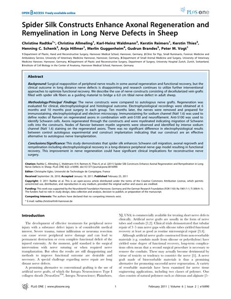 Pdf Spider Silk Constructs Enhance Axonal Regeneration And Remyelination In Long Nerve Defects